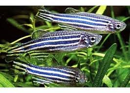 Zebrafish: a go-to model for spinal cord regeneration - Blog - Reeve ...